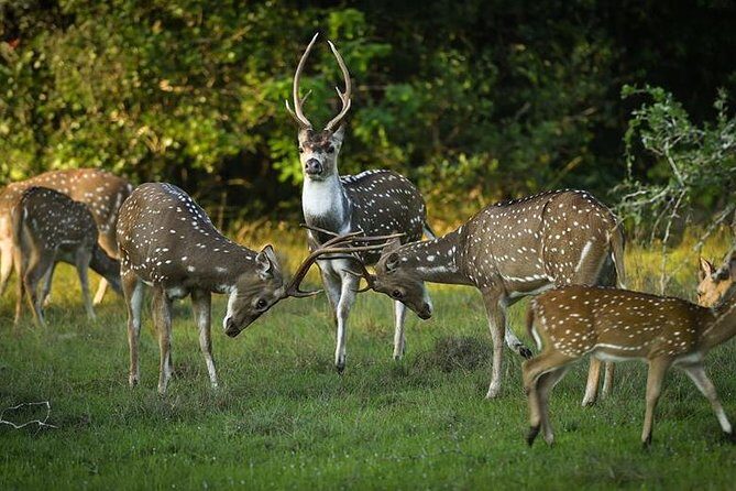 Yala National Park Full Day Safari from Hambantota Cruise Terminal - Frequently Asked Questions