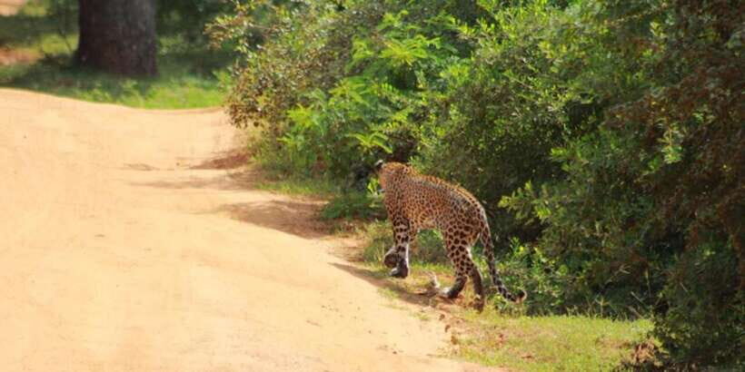 Yala National Park Full Day Safari - An In-Depth Look at the Full Day Safari Experience
