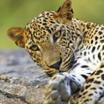 YALA National Park - HALF DAY or FULL DAY TOUR - Summing It Up