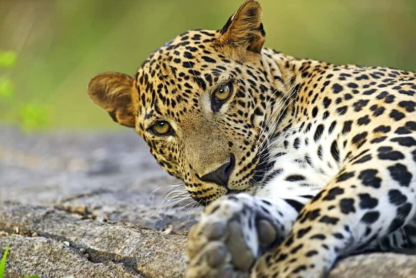 YALA National Park - HALF DAY or FULL DAY TOUR - Summing It Up