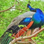 Yala National Park: Half Day Safari from Hambantota Harbor - Who Should Consider This Tour?