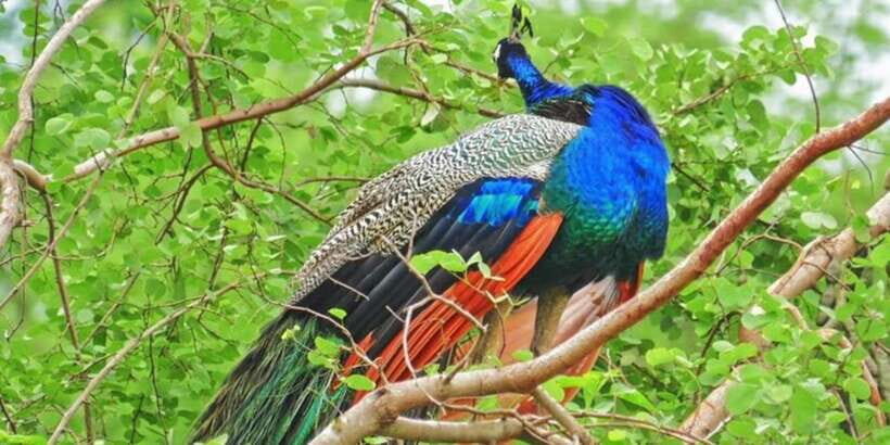 Yala National Park: Half Day Safari from Hambantota Harbor - Who Should Consider This Tour?