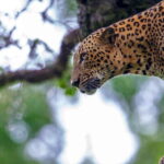 Yala National Park Half or Full-Day Safari - The Experience: What to Expect on Your Safari
