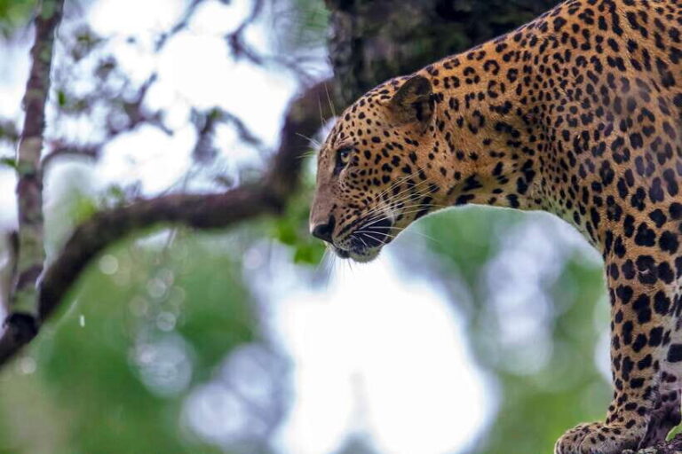 Yala National Park Half or Full-Day Safari - The Experience: What to Expect on Your Safari