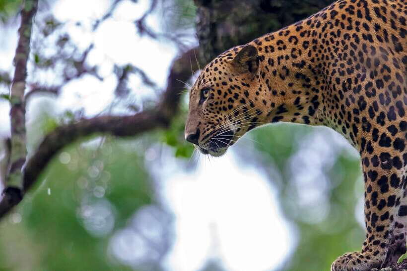 Yala National Park Half or Full-Day Safari - The Experience: What to Expect on Your Safari