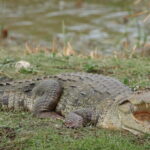 Yala National Park Morning or Afternoon Leopard Safari - The Importance of the Guides & the Search for Leopards