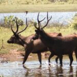 Yala National Park Private Safari - The Value of the Experience: Price, Duration, and What You Get