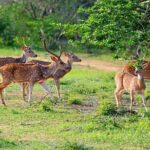 Yala National Park Private Safari (All Inclusive) From Mirissa - Honest Feedback from Past Travelers