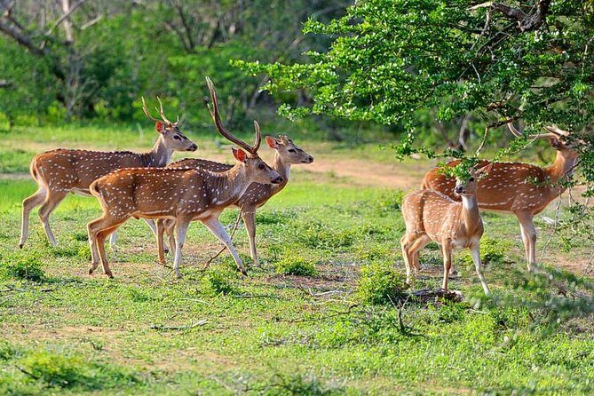 Yala National Park Private Safari (All Inclusive) From Mirissa - Honest Feedback from Past Travelers