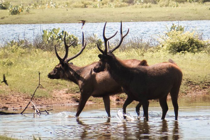 Yala National Park Private Safari - The Value of the Experience: Price, Duration, and What You Get