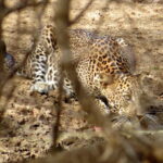 Yala National Park Safari from Ella - Practical Details: What You Need to Know