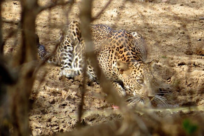 Yala National Park Safari from Ella - Practical Details: What You Need to Know