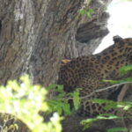 Yala National Park Safari from Ella (+ Jeep) - Why Choose This Tour? An Honest Assessment