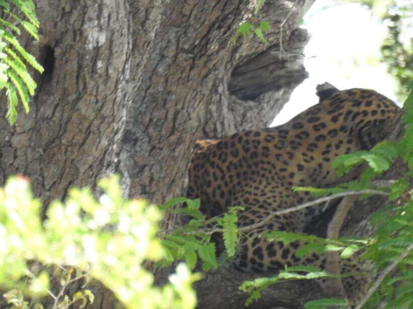 Yala National Park Safari from Ella (+ Jeep) - Why Choose This Tour? An Honest Assessment