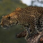 Yala National Park Safari from Hambantota port (Shore Excursion) - The Itinerary: What to Expect at Yala National Park