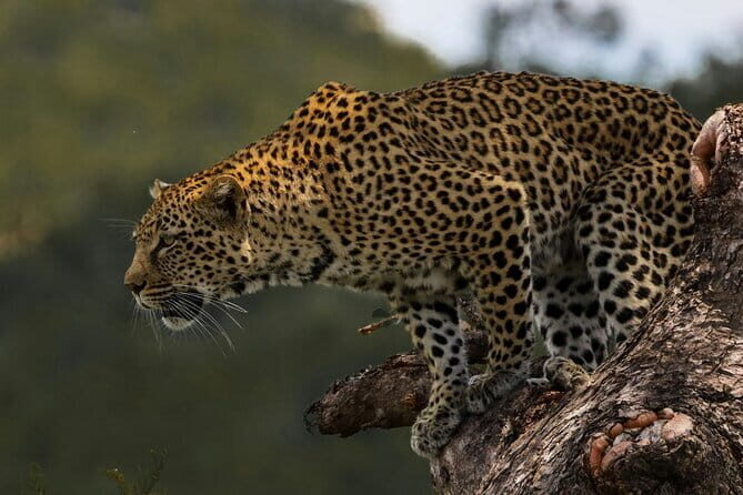 Yala National Park Safari from Hambantota port (Shore Excursion) - The Itinerary: What to Expect at Yala National Park