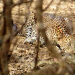 Yala National Park Safari from Tangalle - An In-Depth Look at the Itinerary