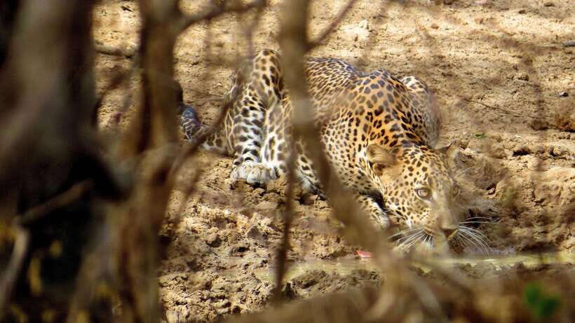 Yala National Park Safari from Tangalle - An In-Depth Look at the Itinerary