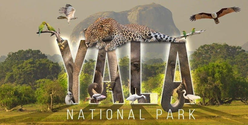 "Yala National Park Safari-Half-Day Safari Guided Adventure" - Who Would Love This Safari?