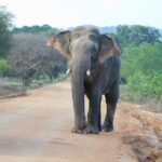 Yala National Park Safari Tour From Hambantota port - Detailed Breakdown of the Tour