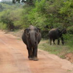 Yala National Park Safari Tour from Hambantota Port - A Detailed Look at the Yala Safari Experience
