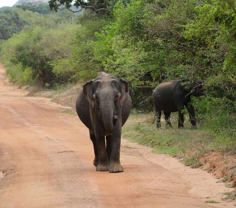 Yala National Park Safari Tour from Hambantota Port - A Detailed Look at the Yala Safari Experience