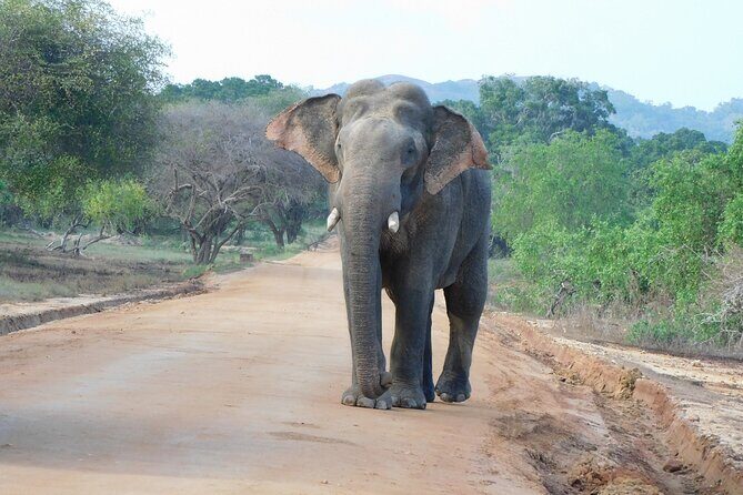 Yala National Park Safari Tour From Hambantota port - Detailed Breakdown of the Tour