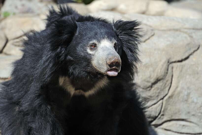 Yala National Park Safari Tours - Half Day & Full Day - The Realities: What to Expect