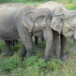 Yala National Park Shared Safari | From Hambantota Port - Who Should Consider This Safari?