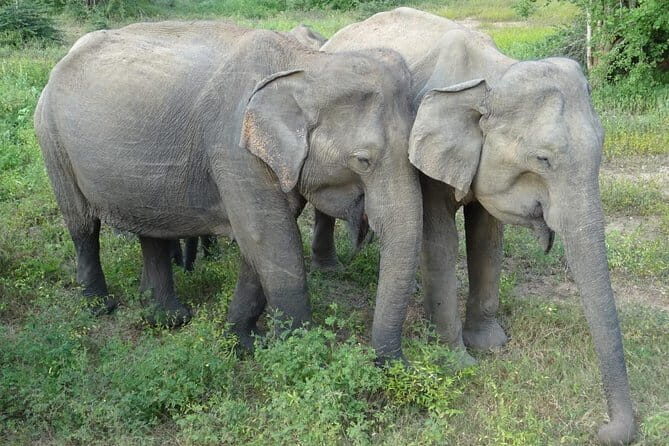 Yala National Park Shared Safari | From Hambantota Port - Who Should Consider This Safari?