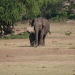 Yala National Park Tour From Hambantota Port - FAQ