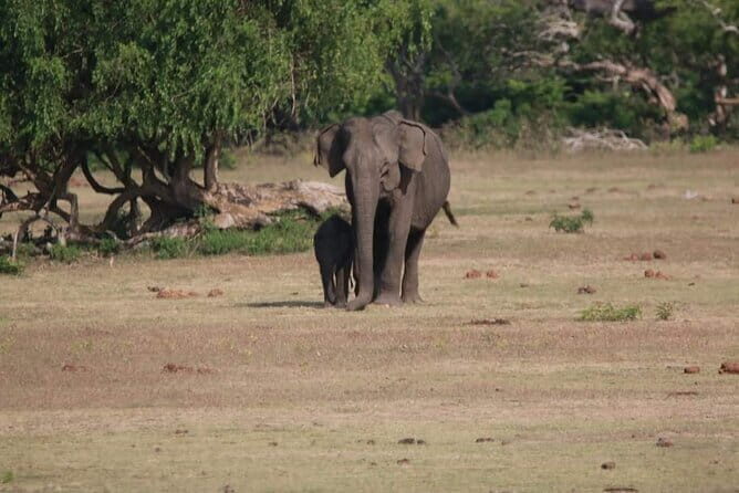Yala National Park Tour From Hambantota Port - FAQ