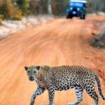 Yala: Private Safari Day Trip with Lunch & Entry Fees - The Value of a Private Safari