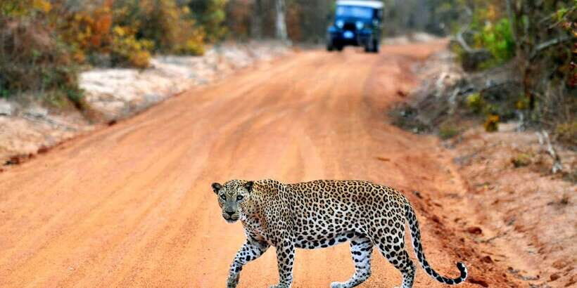 Yala: Private Safari Day Trip with Lunch & Entry Fees - The Value of a Private Safari