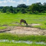 Yala Private Safari Jeep Half Day - Authentic Experiences & Real Traveler Feedback