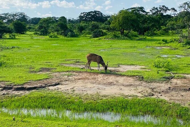 Yala Private Safari Jeep Half Day - Authentic Experiences & Real Traveler Feedback