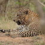 Yala Safari : 7 & 12-Hour Leopard Jeep Tours with Breakfast - The Experience from Travelers’ Perspectives
