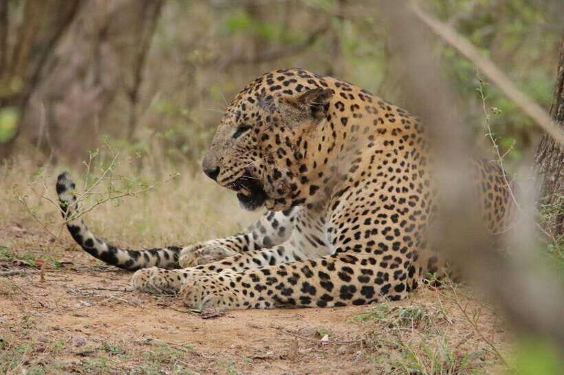Yala Safari : 7 & 12-Hour Leopard Jeep Tours with Breakfast - The Experience from Travelers’ Perspectives