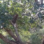 Yala Safari From Kaluthara - Bantota - ahaungalla -Hikkaduwa - And Surround - The Value and Experience