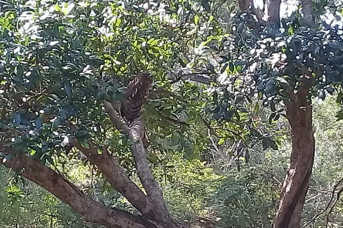 Yala Safari From Kaluthara - Bantota - ahaungalla -Hikkaduwa - And Surround - The Value and Experience