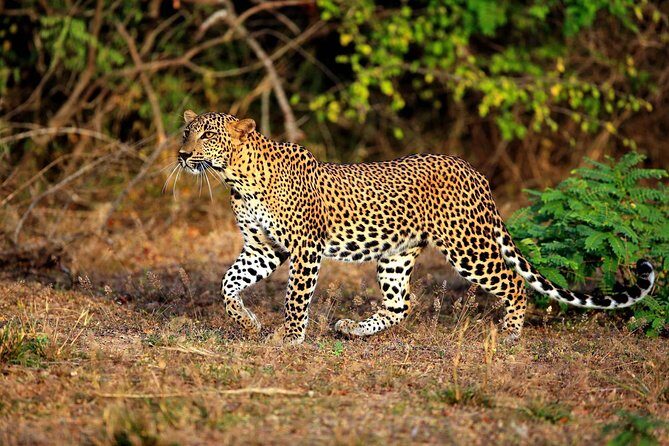 Yala Safari Private Day Trip from Bentota and Kalutara Areas - The Value and Practicalities of the Tour