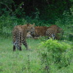 YALA SAFARI TOUR From Galle/Unawatuna/Mirissa/Matara/Tangalle - The Sum Up: Is the Yala Safari Tour Worth Your Time?