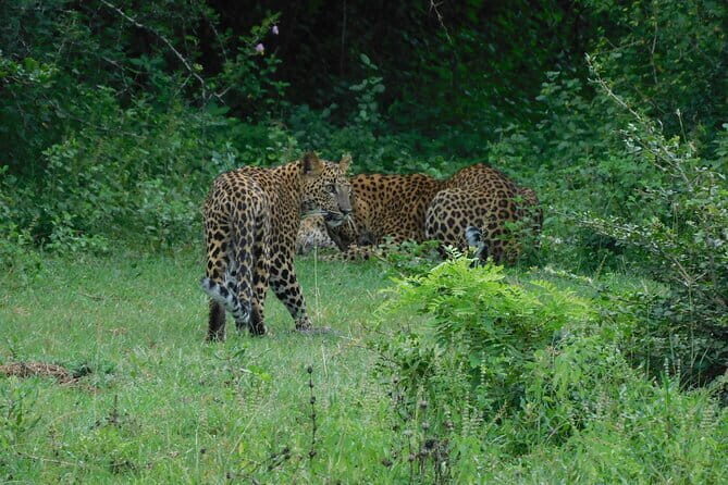 YALA SAFARI TOUR From Galle/Unawatuna/Mirissa/Matara/Tangalle - The Sum Up: Is the Yala Safari Tour Worth Your Time?