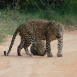 YALA SAFARI TOUR from Galle/Unawatuna/Mirissa/Tangalle/Ella - The Experience in Practice: What Travelers Say
