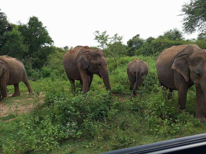 Yala, Udawalawe Safari & Elephant Home Lifetime Experience - The Nature of the Experience: What You Can Expect