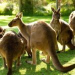 Yarra Valley Family Tour Wine, Wildlife, and Chocolate - Authentic, Fun, and Relaxed — Who This Tour Suits Best
