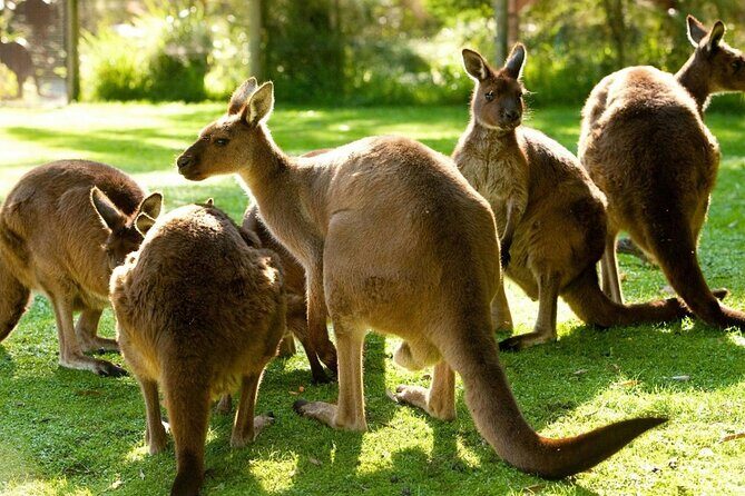 Yarra Valley Family Tour Wine, Wildlife, and Chocolate - Authentic, Fun, and Relaxed — Who This Tour Suits Best