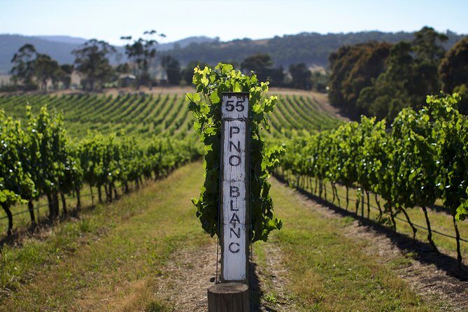 Yarra Valley Premium Tour inc Lunch and Cheese and Wine Pairing at De Bortoli - Practical Considerations