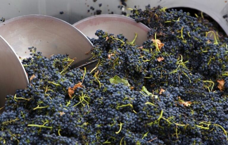 Yarra Valley: Winery Tour with Lunch at Yering Station - The Boutique and Family-Run Wineries