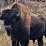 Yellowknife: Wild Bison Highway Tour - What to Expect During the Tour